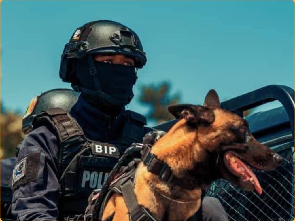La Brigade Canine de la Police Nationale : des alliés à quatre pattes ...